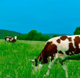 Where does leather come from? - Zeology Leather